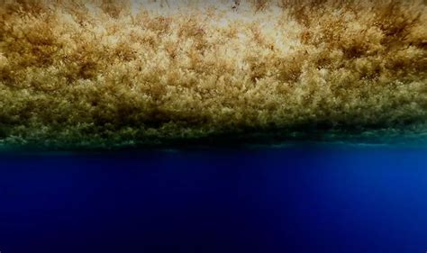 Sinking Sargassum For Sequestration