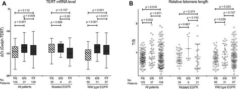 Discriminating Association Of A Common Telomerase Reverse Transcriptase Promoter Polymorphism