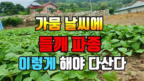 가뭄 날씨에 들깨파종 확실한 방법 이렇게 해야 다삽니다 Youtube