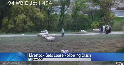 State Patrol Works To Corral Pigs After Livestock Semi Rollover Cbs