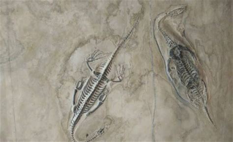 贵州发现完整恐龙化石 恐龙化石的研究价值 探秘志