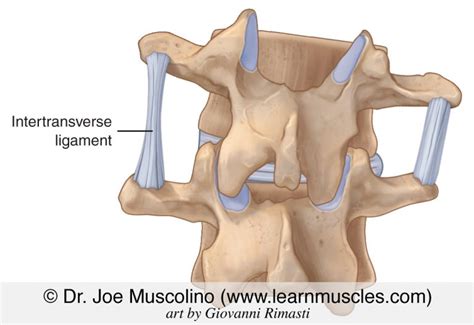 Intertransverse Ligaments Of The Spine Learn Muscles
