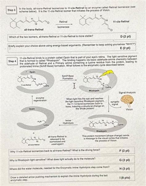 Solved In The Body At Trans Retinal Isomerizes To 11 Cis Retinal