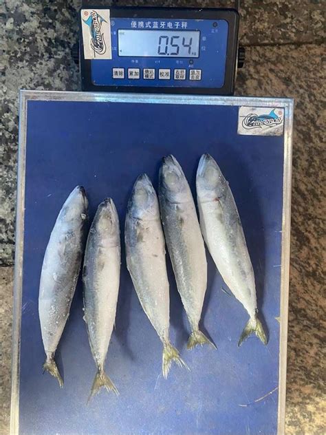 China Scombroid Mackerels Suppliers Factory Wholesale Seafood Caharbor