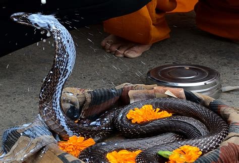Why Hindus Pray Snakes And Celebrate Naag Panchami South Asia Time