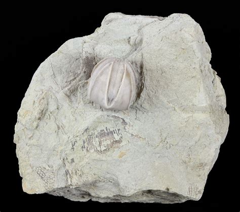 Blastoid Pentremites Fossil Illinois For Sale 60141