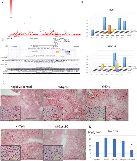 Lack Of Gpr180 Ameliorates Hepatic Lipid Depot Via Downregulation Of Mtorc1 Signaling Pmc