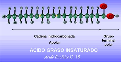 Que Son Los Ácidos Grasos Boteprote Blog