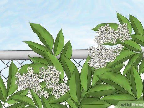 How To Hide A Fence 12 Steps With Pictures WikiHow