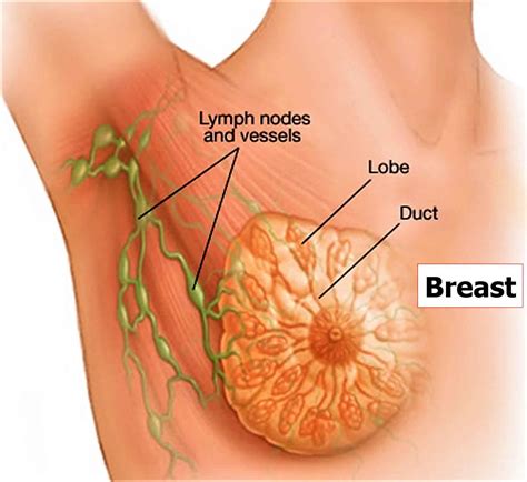 Lymph Nodes In Armpit