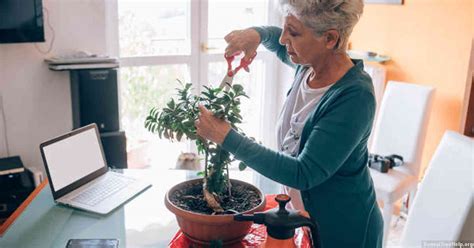 How Old Is The Oldest Bonsai Tree Bonsai Tree Help
