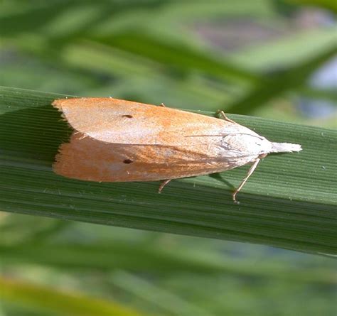 Paddy Pest Detection Object Detection Dataset And Pre Trained Model By