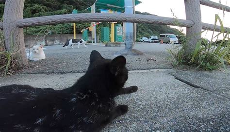 猫の集会でリラックスしすぎな野良猫を発見！ へそ天でひたすら気持ち良さそうにしている姿が愛嬌たっぷり ニコニコニュース オリジナル