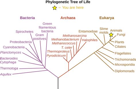 Bacteria Domain Examples