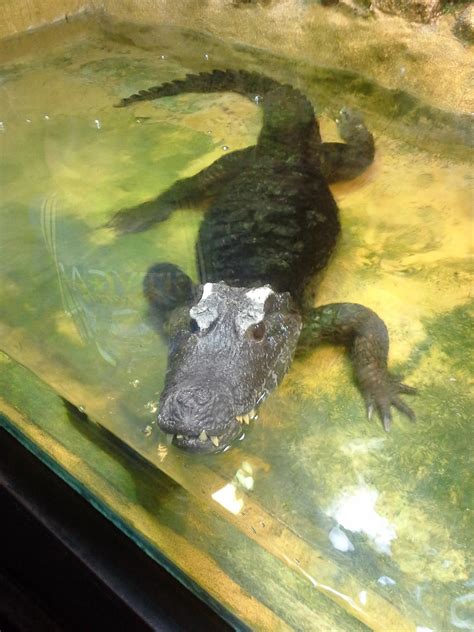 Broad Snout Caiman By Sonofchinglu On Deviantart