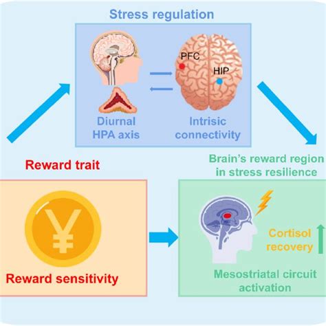 The Tonic Phasic Neuroendocrine Model Of The Reward System In Stress