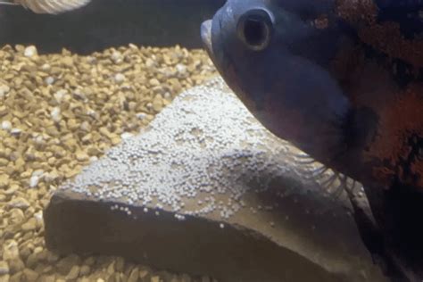 Oscar Fish Eggs 101 Appearance Care Hatching Time And More Pet Fish