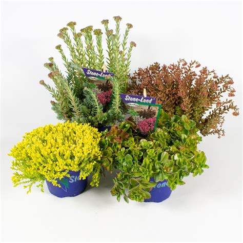 Sedum Mix — Plant Wholesale Floraccess