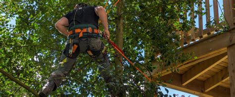 Choosing The Right Tree For Your Home A Comprehensive Guide Get Tree