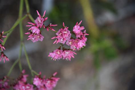 ピンクの先のとがった花 無料画像 Public Domain Pictures