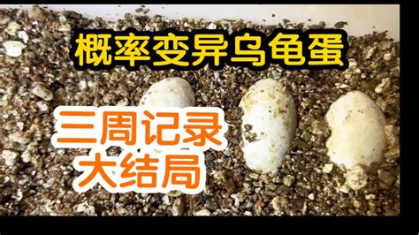 概率变异乌龟蛋盲盒孵化之大结局 YouTube