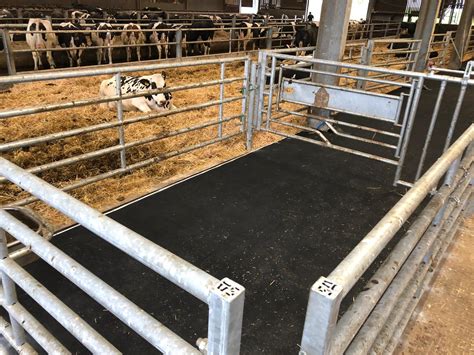 Calving Pen Elista Mattress Teemore Engineering Livestock Housing Specialists