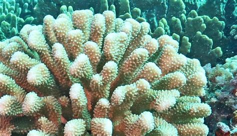 Coral Once Thought To Be One Species Is Actually Two Futurity