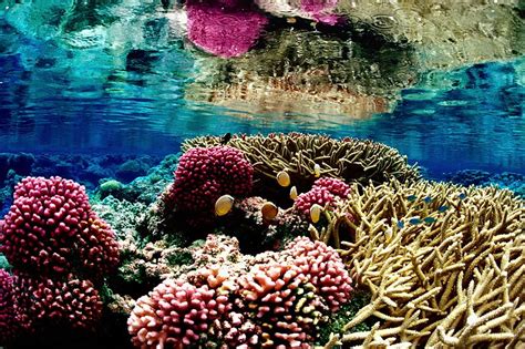 Syarat Terbentuknya Terumbu Karang Biologizone