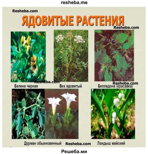 Лекарственные растения Ядовитые растения нашей местности
