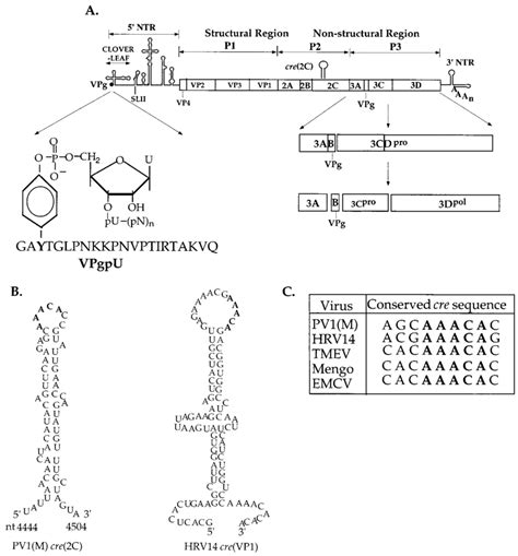 A Structure Of Poliovirus Genomic Rna The Single Stranded Rna Genome Download Scientific