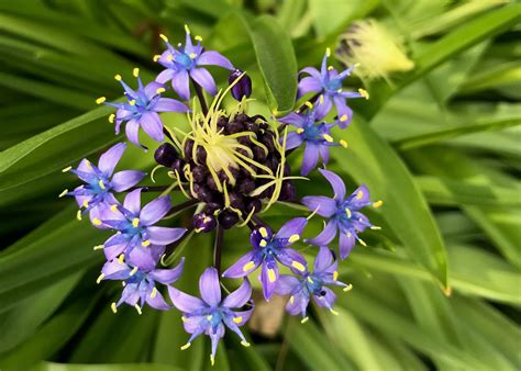 花言葉シラーベルビアナ こころとからだを整えて自分発見