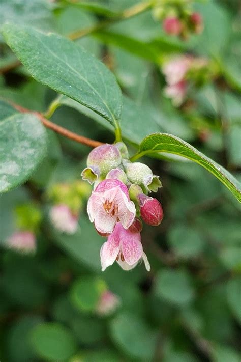 Snowberry Symphoricarpos Albus Sparrowhawk Native Plants