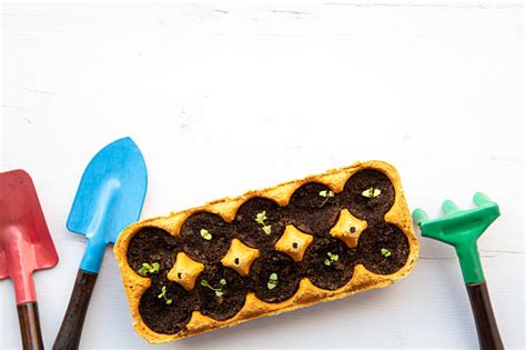 검은 토양에 노란색 판지 치킨 계란 상자에서 성장하는 작은 Plats 실외 토양에서 생분해성 종이 컵과 식물을 분해하십시오 제로 폐기물 재사용 개념 복사 공간이 많이