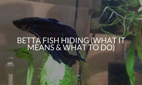 Betta Fish Hiding What It Means And What To Do