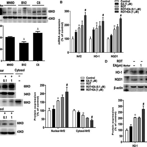 Ea Activated Nrf2 Signalling Pathway In Vivo The Mrna Expressions Of Download Scientific