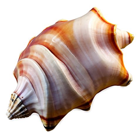 Download Conch Shell Illustration Png 06202024