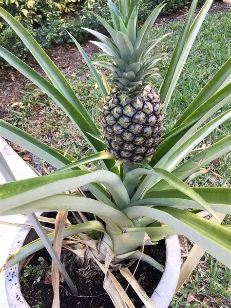 Patio Pineapple Almost Ready For Picking So Fla R Gardening