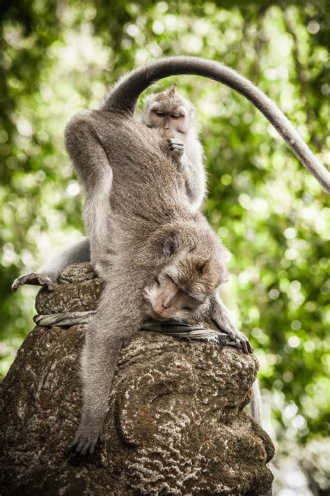 Monos En Tareas De La Limpieza Imagen De Archivo Imagen De Limpieza Tareas
