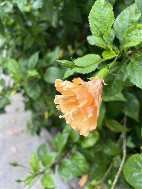 Flower Object Detection Dataset And Pre Trained Model By Archinet