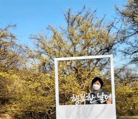 하늘꽃마리의 이천백사 산수유꽃축제 나들이 Feat 봄의 전령 네이버 블로그