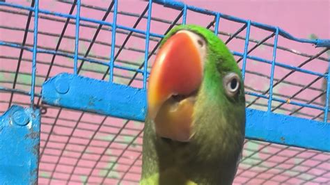 Indian Ringneck Parrot Natural Sound ॥ Ringneck Parrot Natural Sound