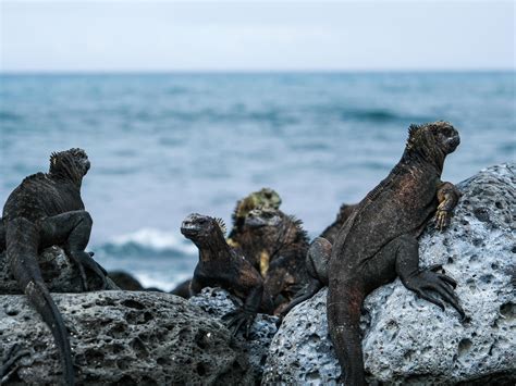 Salome Buglass Protecting Underwater Mountain Systems National
