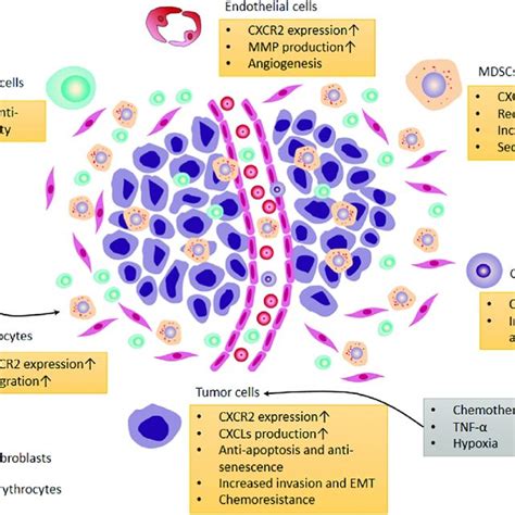 Pdf Potential Roles And Targeted Therapy Of The Cxclscxcr2 Axis In