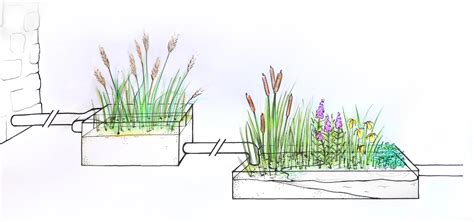 Le jardin dassainissement par phytoépuration une solution écologique