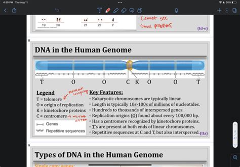 Dna Replication And Repair Flashcards Quizlet