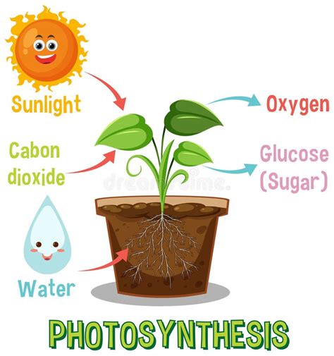 Diagram Of Photosynthesis For Biology And Life Science Education Stock