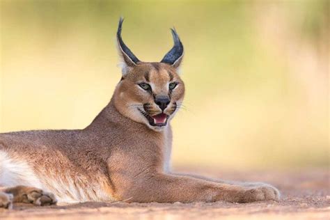 Lextraordinaire Talent Du Caracal Cette Vidéo Ne Peut Pas être Vue Une Seule Fois Chats Et