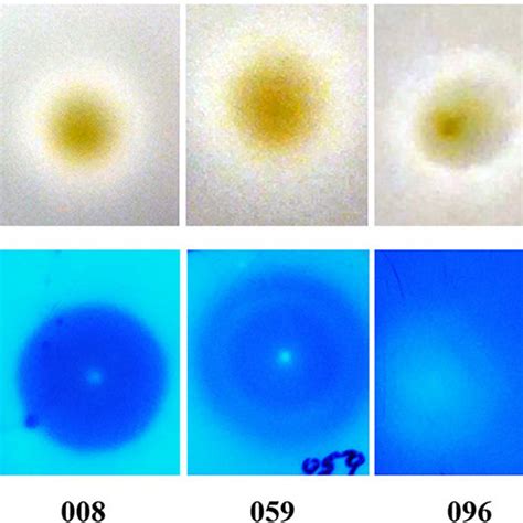 Colonies And Fluorogenic Assays For Enzyme Activity A Photographs Of