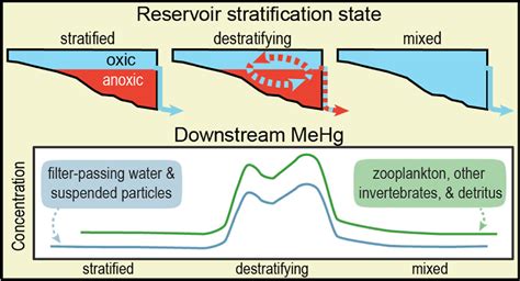Reservoir Examples Biology At Gabriel Faulkner Blog