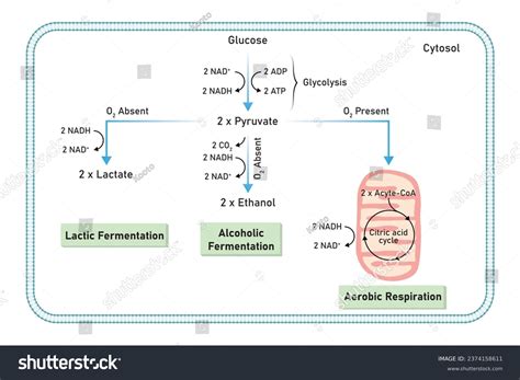 Aerobic Anaerobic Respiration Scientific Design Vector Stock Vector Royalty Free 2374158611
